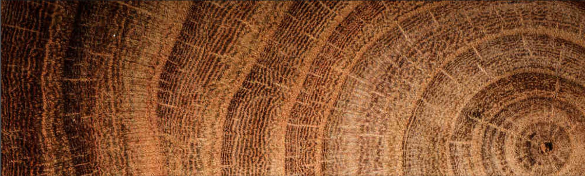 New ways to get to know us! – Collector's Specialty Woods