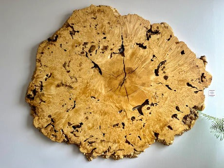 Boxelder Wood for Sale | Boxelder Slabs – Collector's Specialty Woods