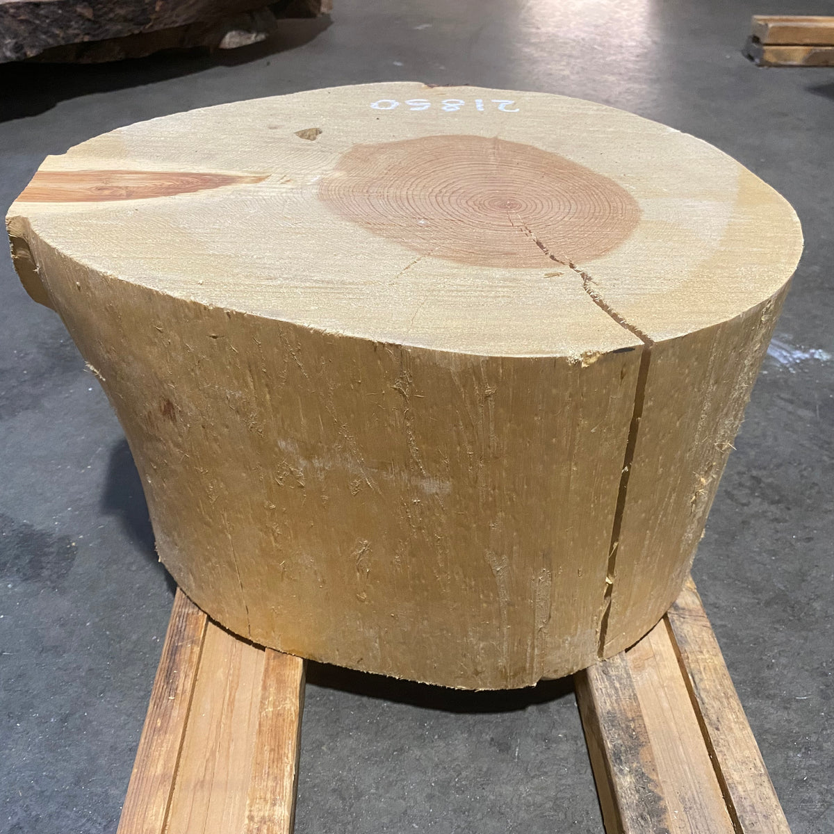 Douglas Fir Trunk Section #21850 (15"-16.5" x 9.5") – Collector's ...