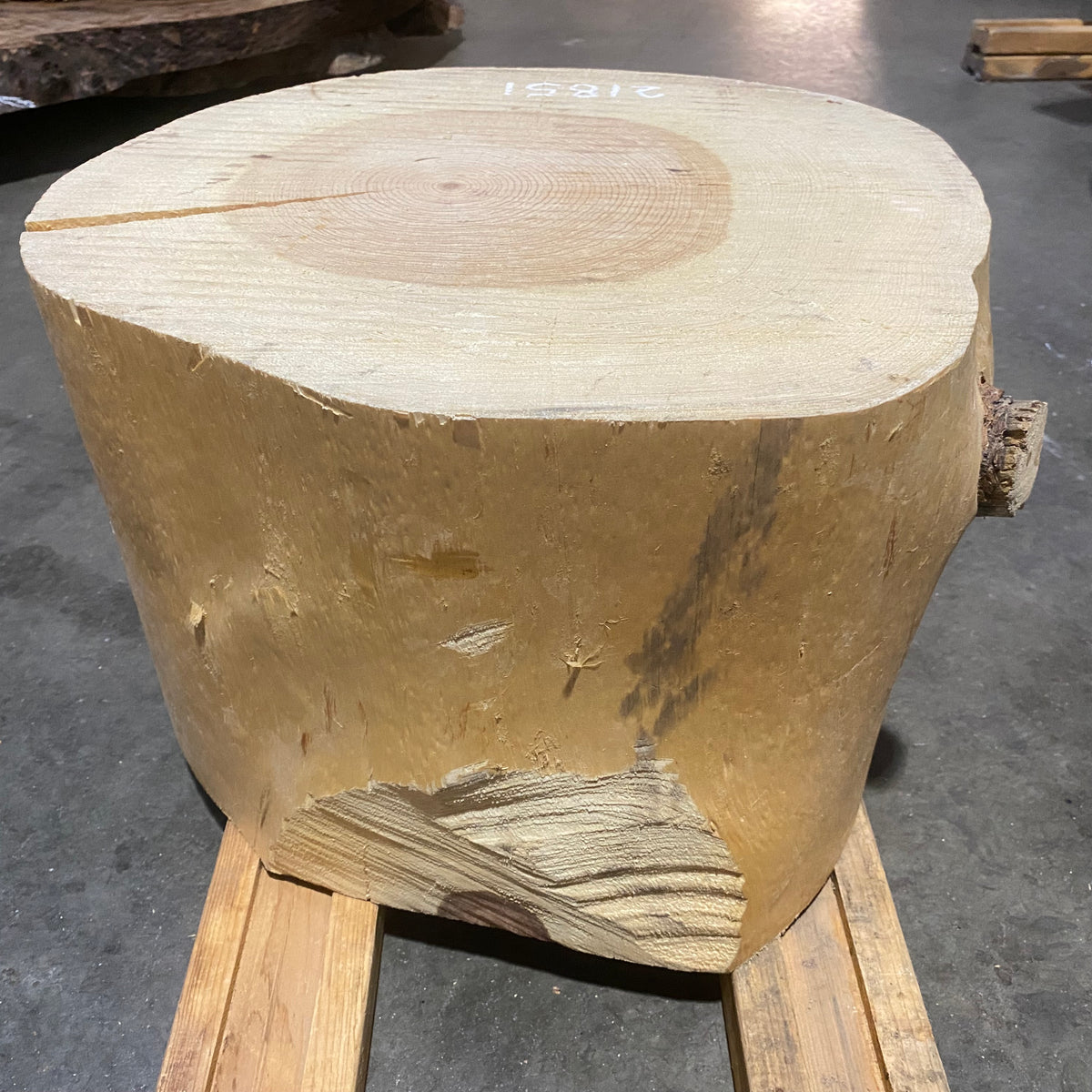 Douglas Fir Trunk Section #21851 (16.5"-18.5" x 11.25") – Collector's ...