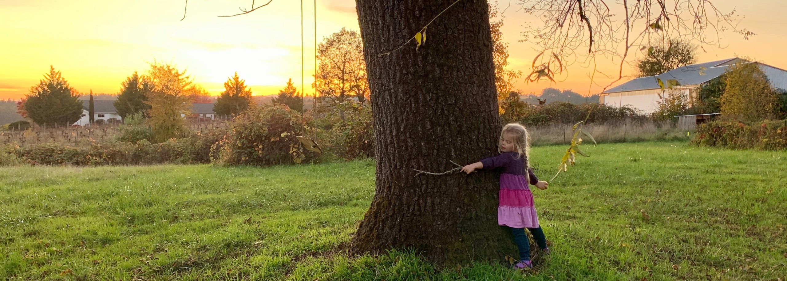 Premium Live Edge Wood Slabs & Surfaces | Collector's Specialty Woods